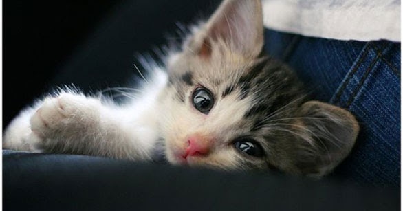 53+ Top Gambar Tahi Kucing Anggora