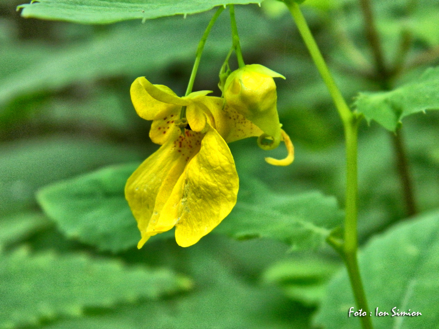 De vorba cu mine însumi: Slăbănog