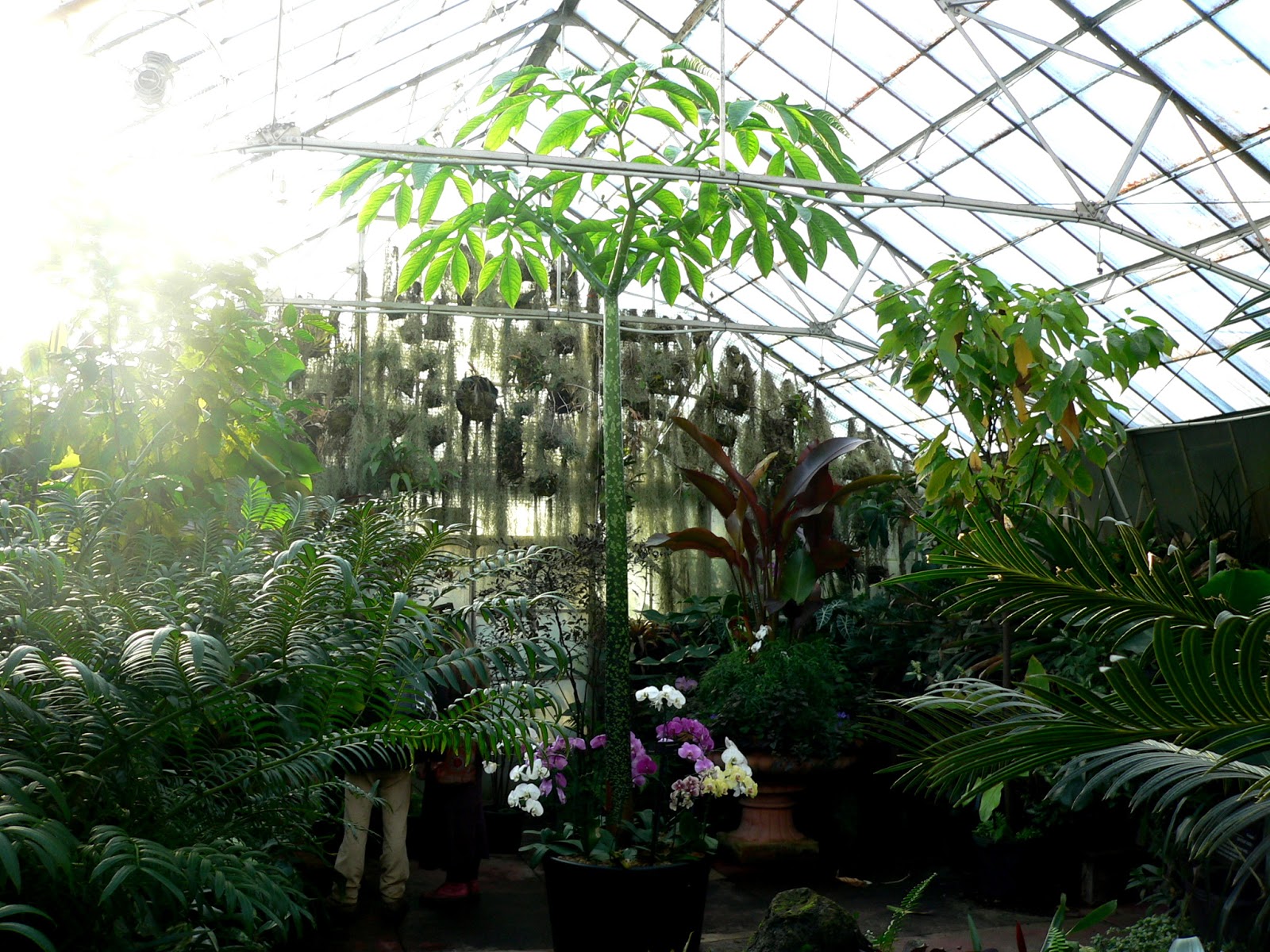 Aggregata Plants & Gardens: Revisiting the Titan Arum (Corpse Flower ...