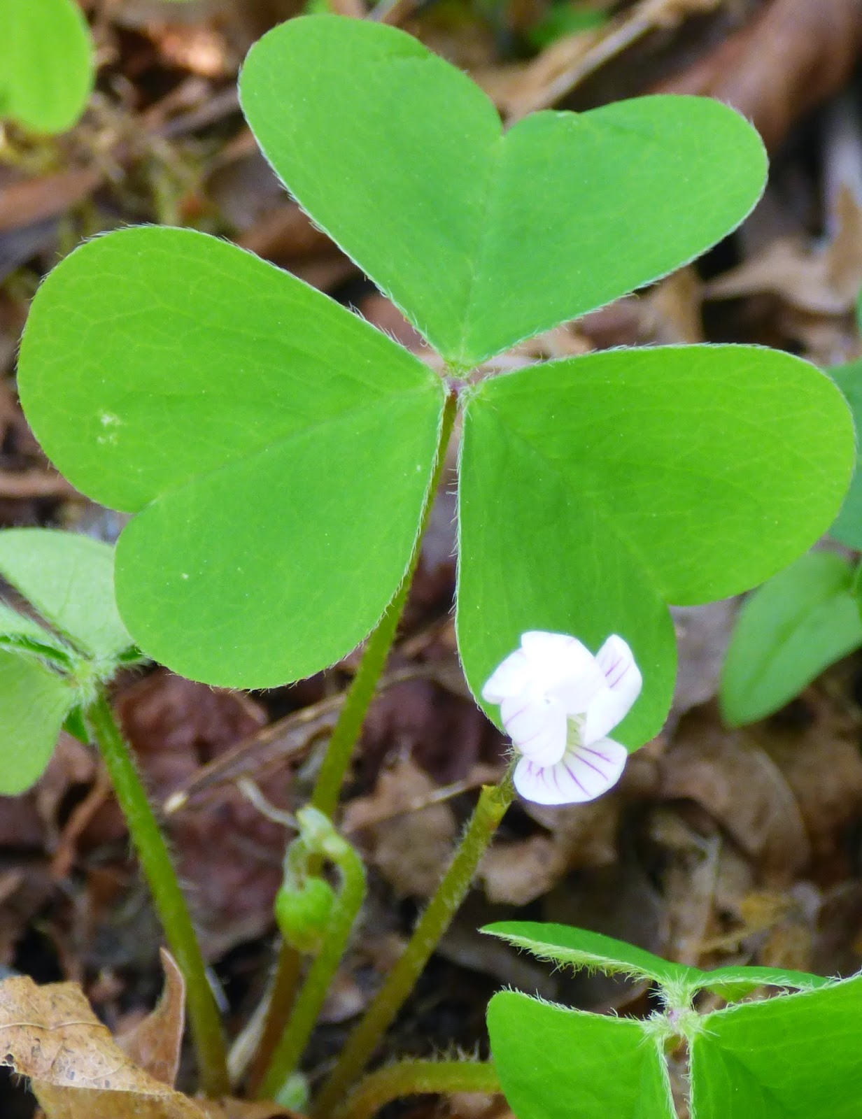 Wildflowers: Spring Woodland Wildflowers