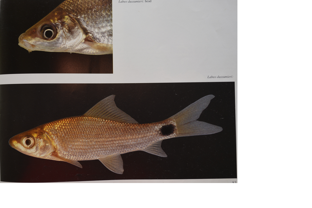 Labeo dussumieri - Common labeo - hiri kanaya | FRESHWATER FISHES OF ...