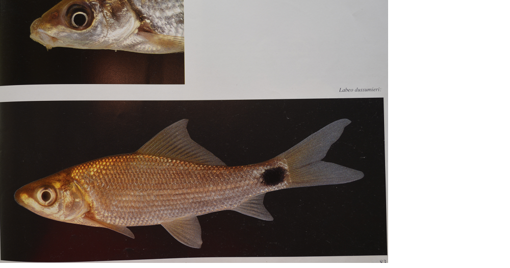 Labeo dussumieri - Common labeo - hiri kanaya | FRESHWATER FISHES OF ...