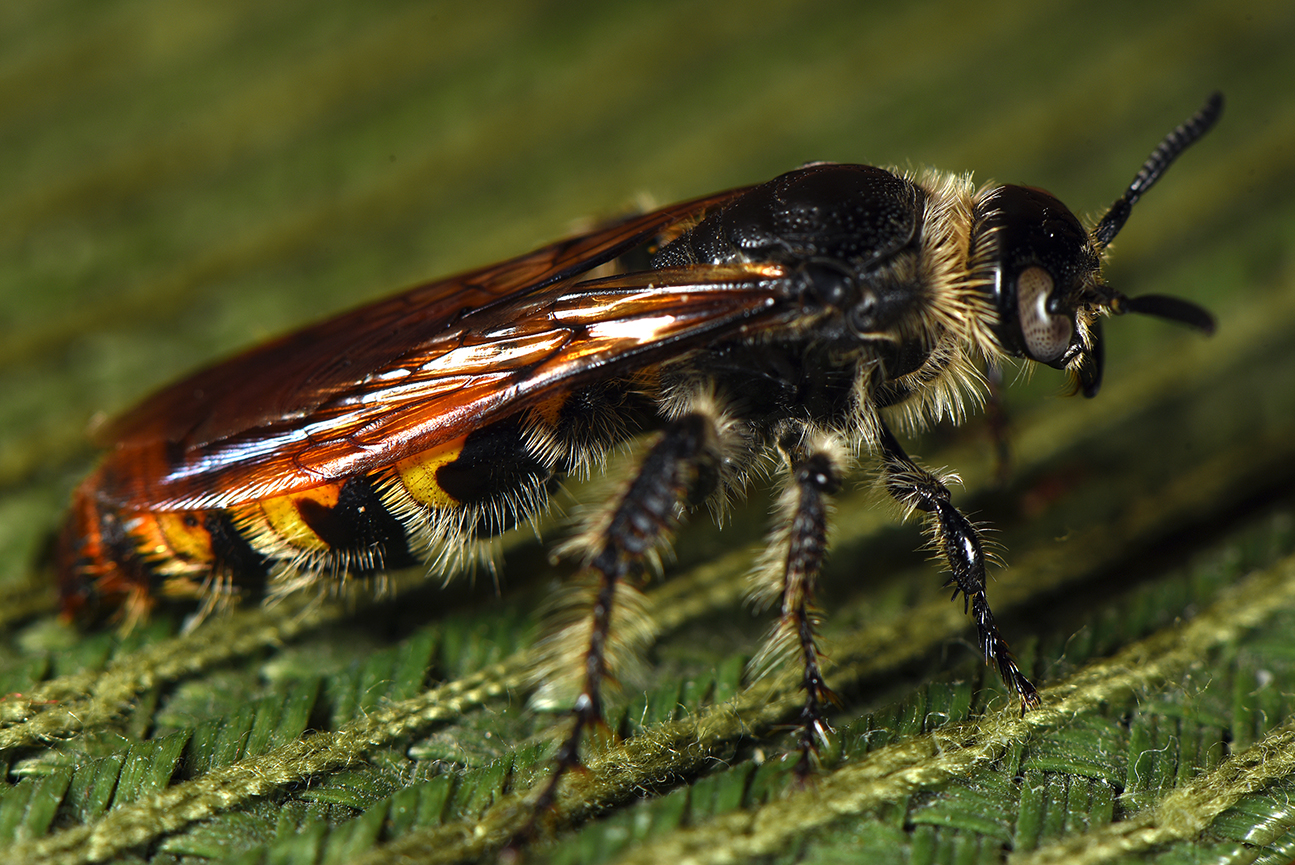 The good life: A WASP in Ca.