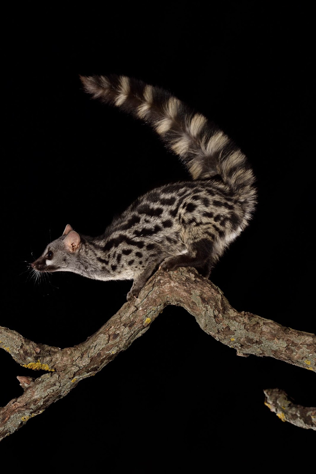 PHOTONATURE: Jineta (Genetta genetta)