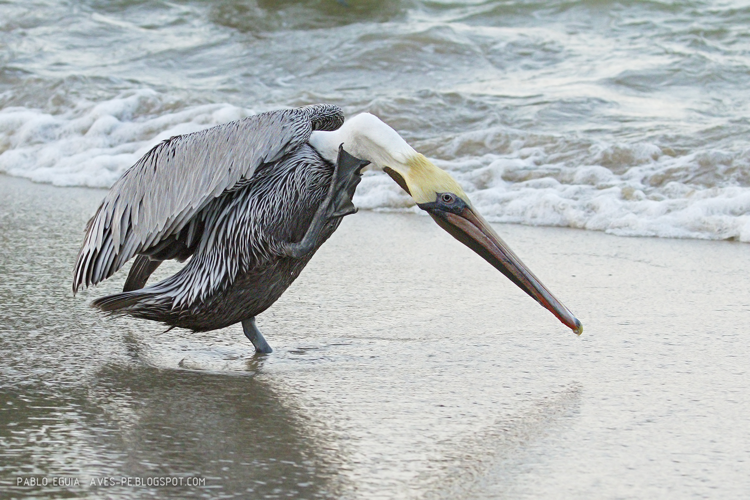 mis fotos de aves: Pelecanus occidentalis Pelícano Pardo Brown Pelican