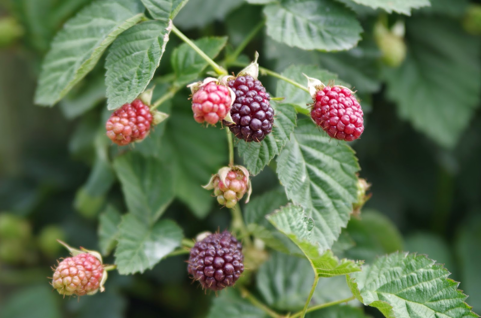 Trees and Plants: Boysenberry