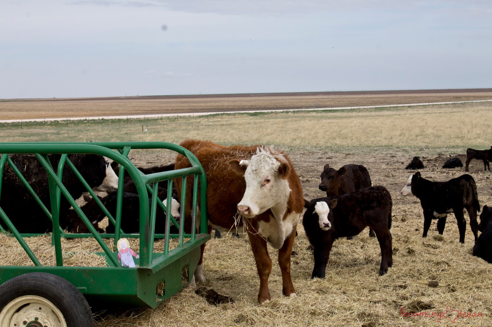 Becoming Texan: Flat Aggie Visits O'Neal Farms