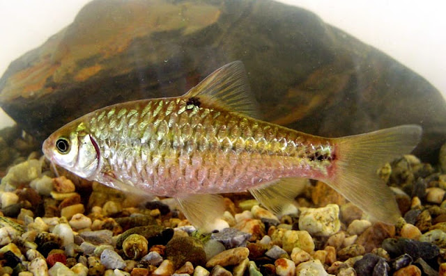 14 Umpan Mancing Ikan Wader Sungai Terbukti Sangat Ampuh