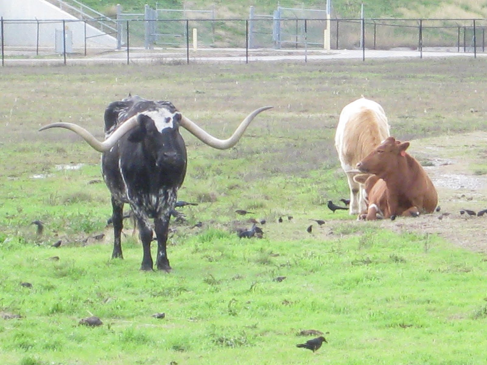Have Ewe Any Wool?: Christmas in Texas