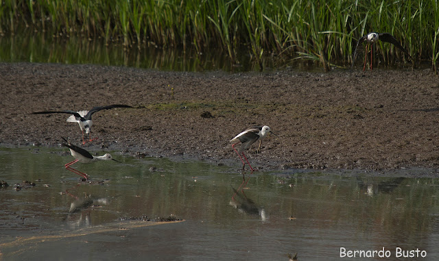 RÍA DE LA VILLA: Trifulca