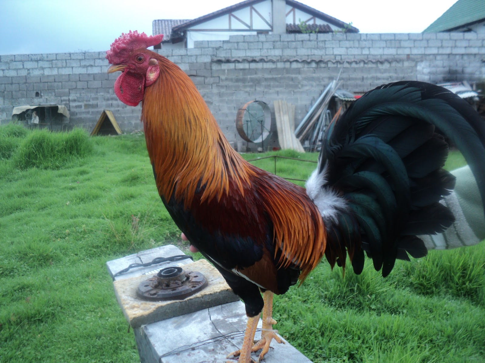 CRIADERO LA PIEDRA: Criadero de Gallos "La Piedra"