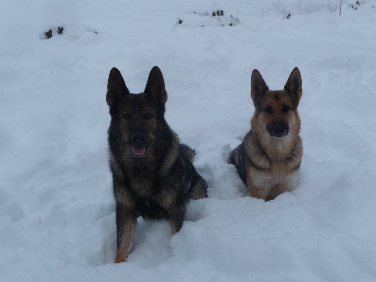 Niras blogg: Fin fina vinterbilder!