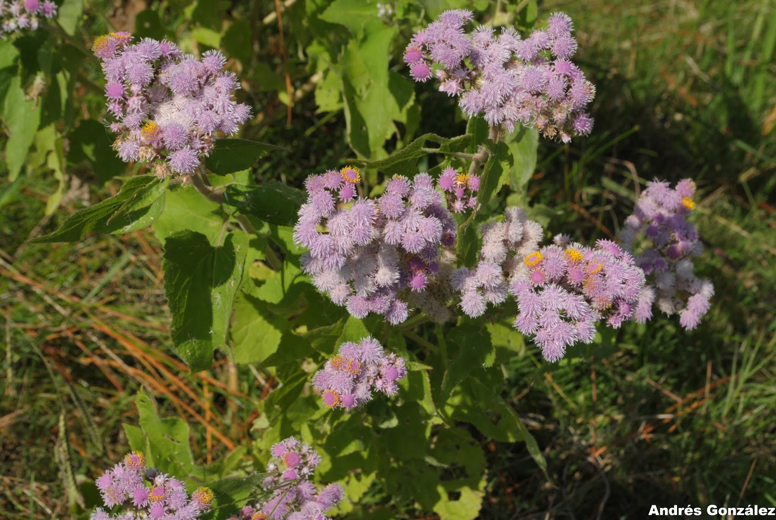 FOTOS DE FLORA NATIVA Y ADVENTICIAS DE URUGUAY : Urolepis hecatantha ...