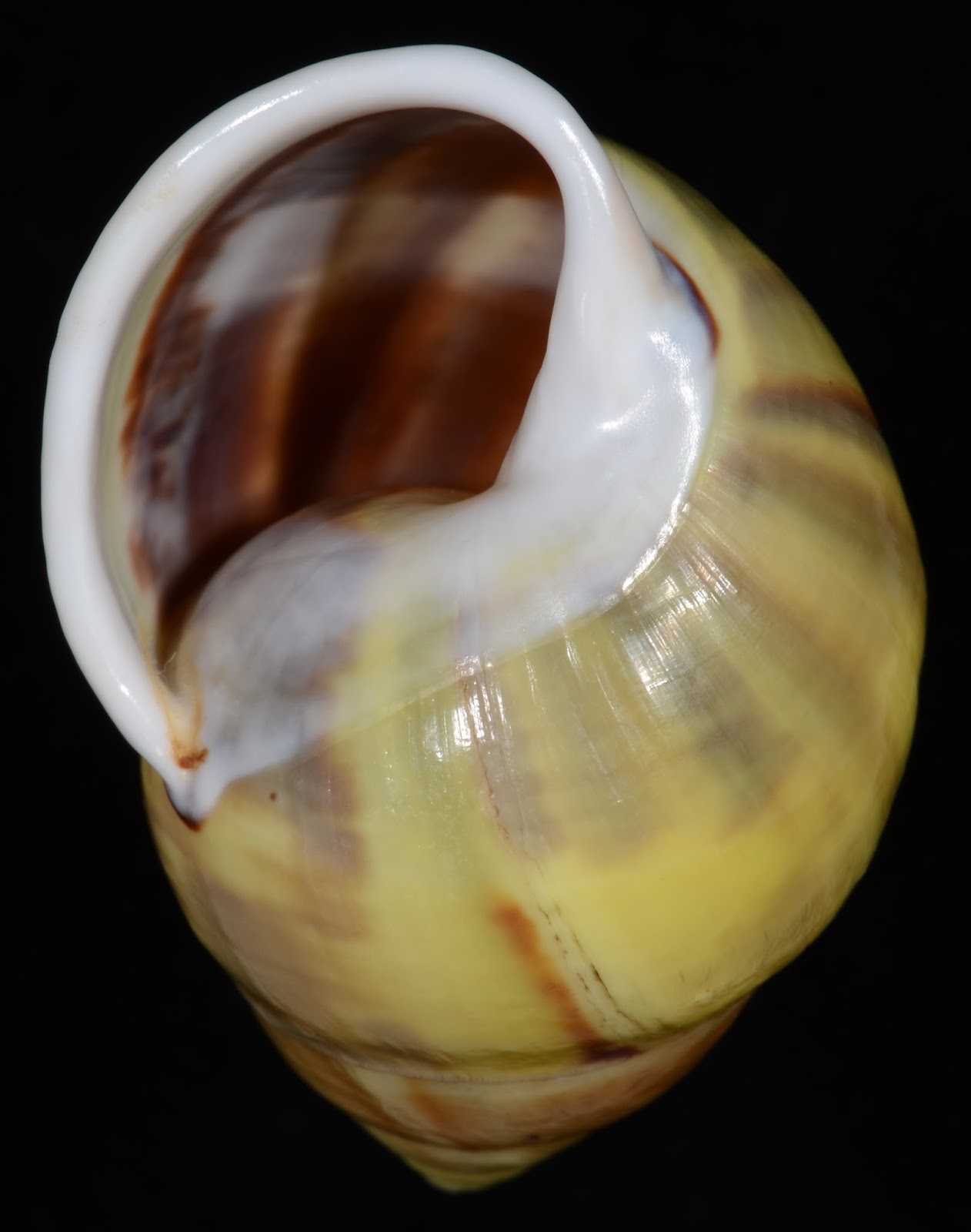 Dr. Lee's Gallery Museum: Amphidromus comes polymorphous 38.65mm