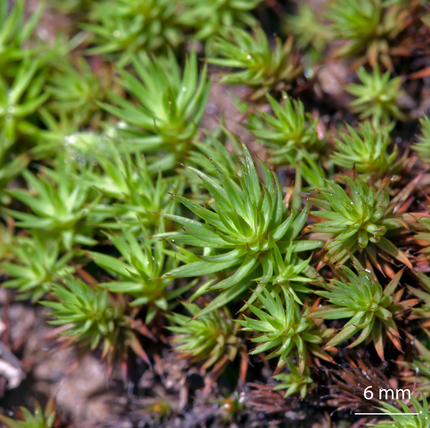 Proyecto Musgo: Polytrichum juniperinum