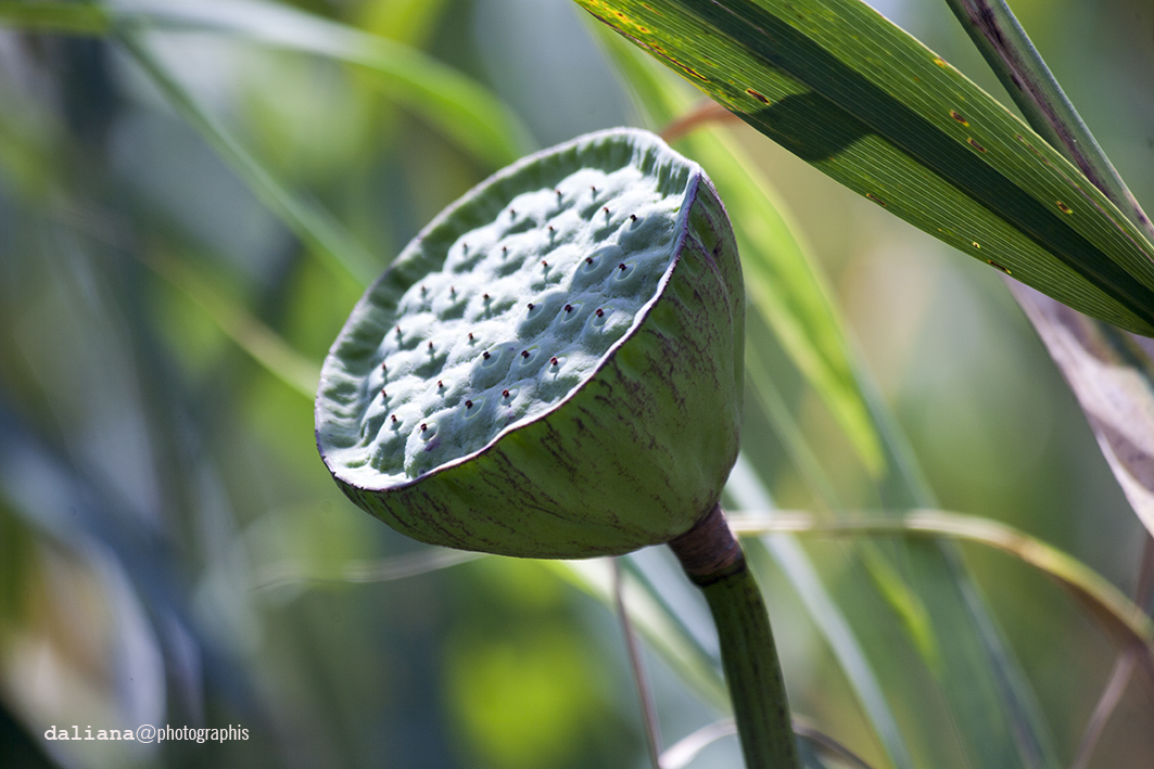 Photographis: Lotusi in Parcul Circului