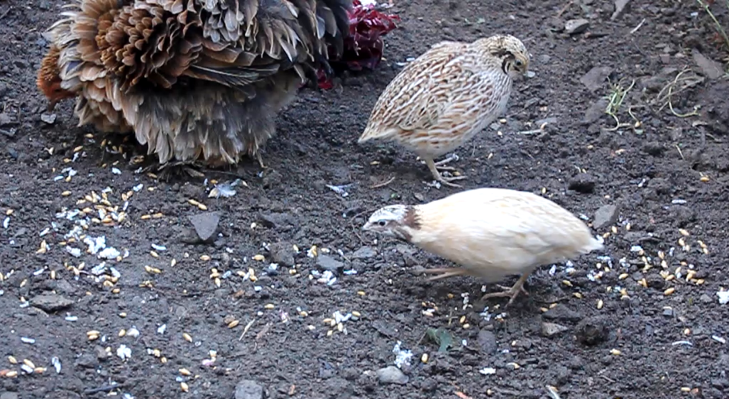 Colours of Coturnix Japonica Quail Part Two - The Golden | The Holistic ...