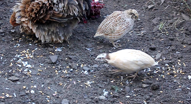 Colours of Coturnix Japonica Quail Part Two - The Golden | The Holistic ...
