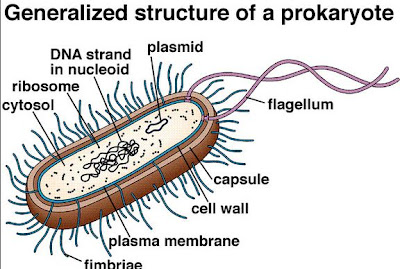 Prokaryote Structure |Genetic Engineering Info