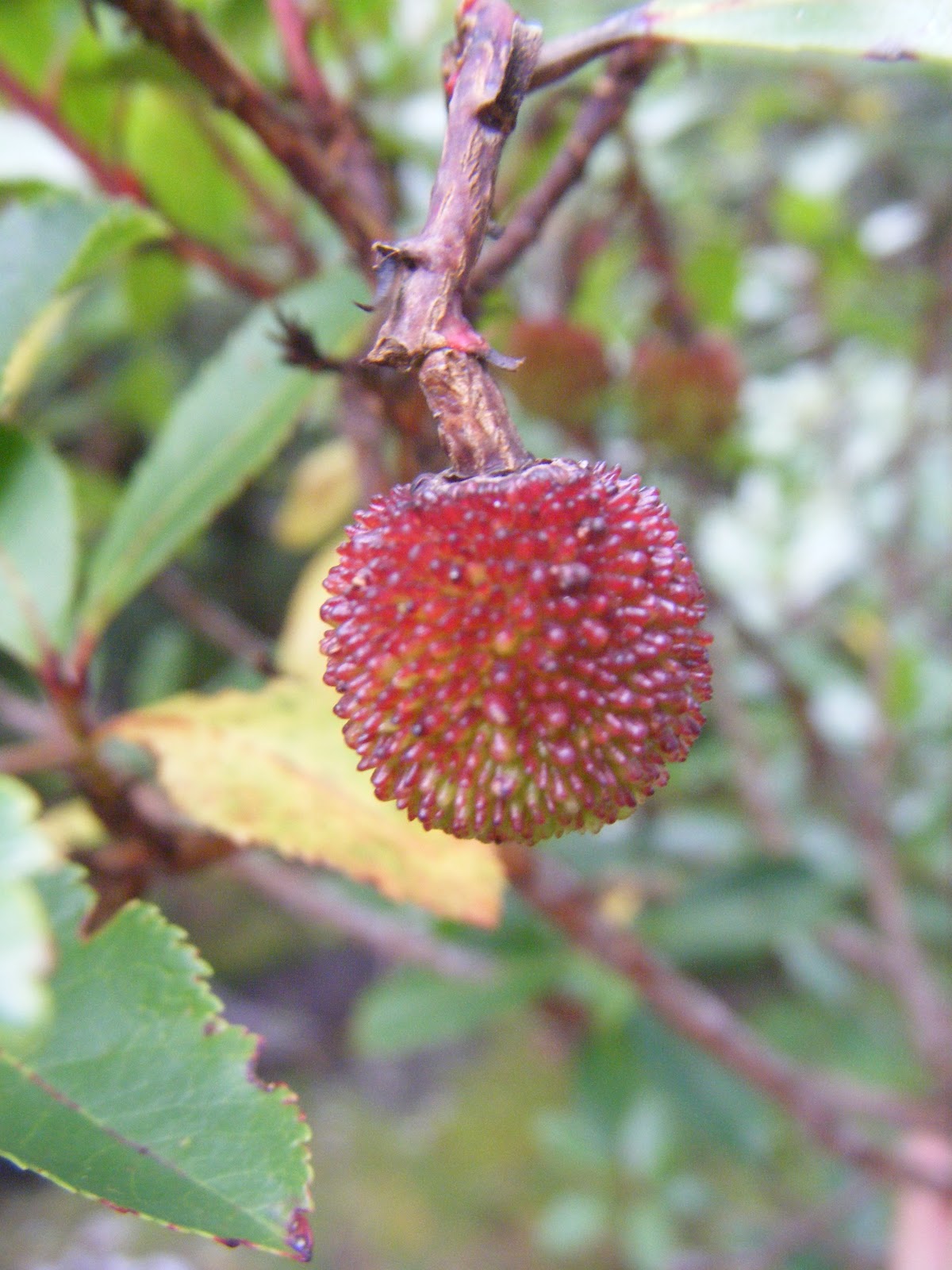 21stcenturynaturalist: Strawberry Trees Forever