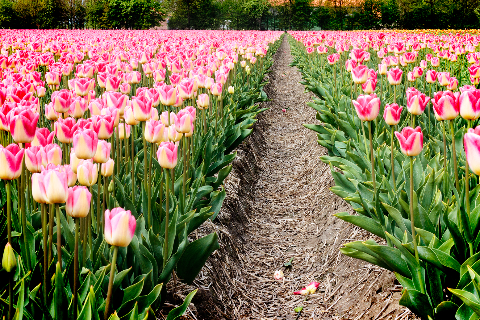 WEEKEND VIBES | TULIP FESTIVAL | Wit Konijn