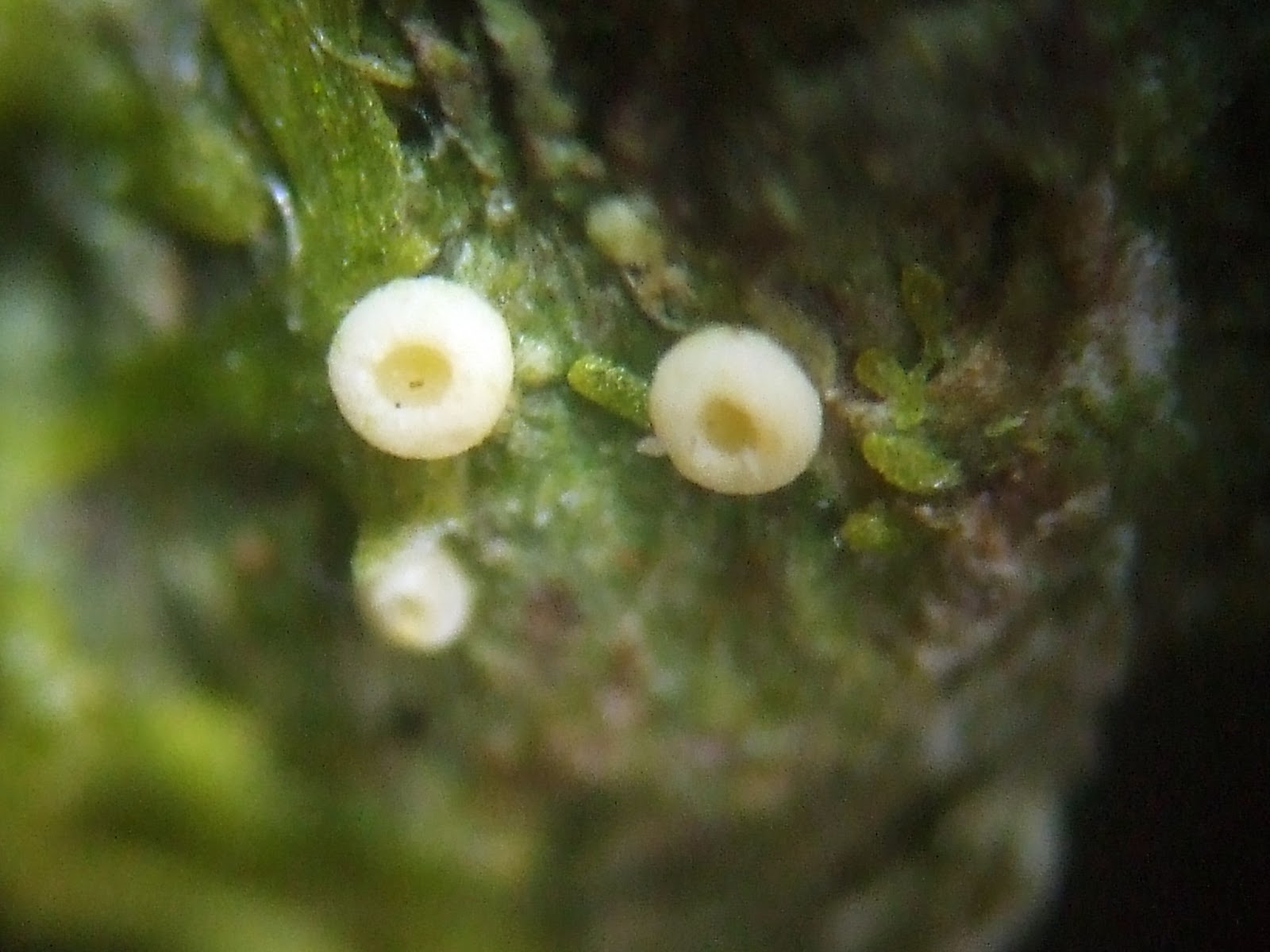 Calderdale Fungi - Halifax Scientific Society - Mycology Section ...