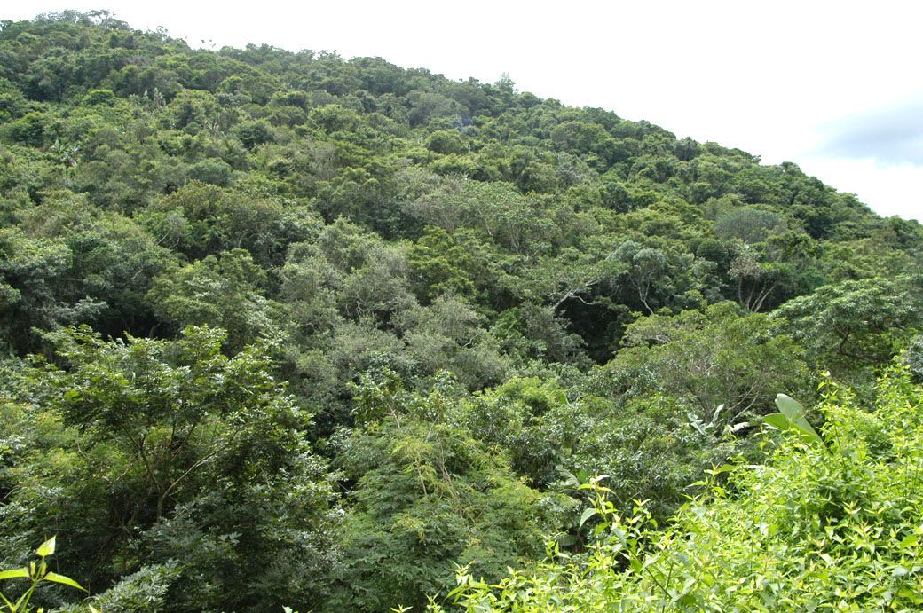 Natural vegetation and wildlife