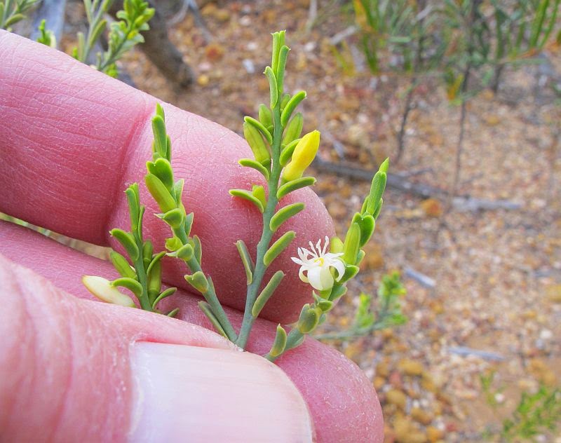 Esperance Wildflowers: Olax benthamiana - Olacaceae