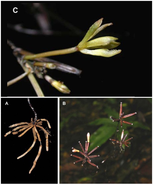 Species New to Science: [Botany • 2011] Lecanorchis betongensis • A new ...