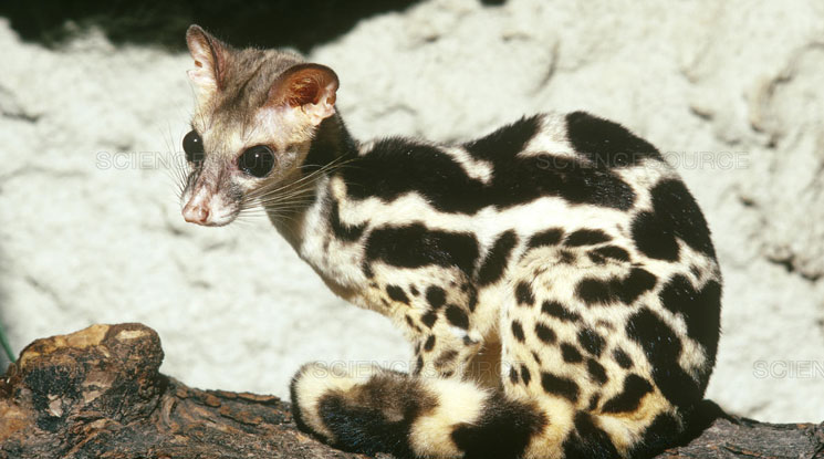 KAHURIPAN MUSANG LOVERS: Jenis-jenis Musang dan Kerabatnya