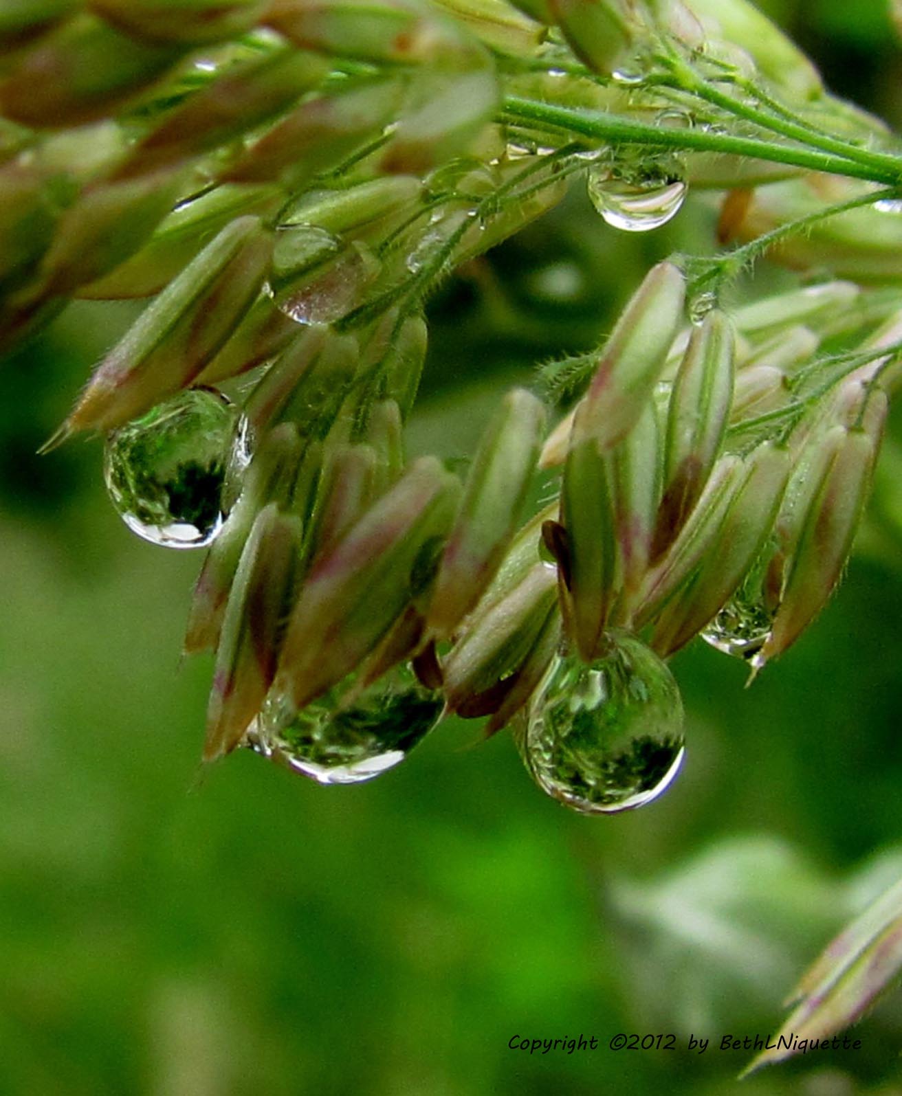 Expect the Unexpected: The Beauty of a Raindrop