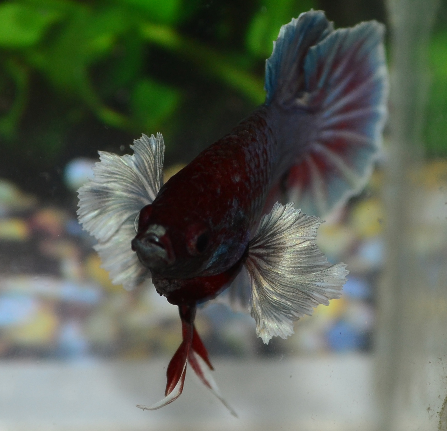 Betta Fish Afira: Betta HMPK DUMBO ( SOLD OUT )