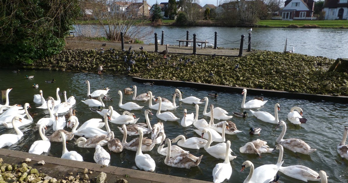 Lamsdell Bird Ringing and Wildlife Blog: Truss's Island, Thames at ...