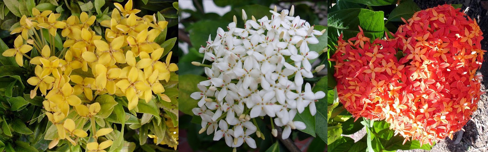 RW PAISAGISMO: FLORES : MINI-LACRE / MINI-IXORA