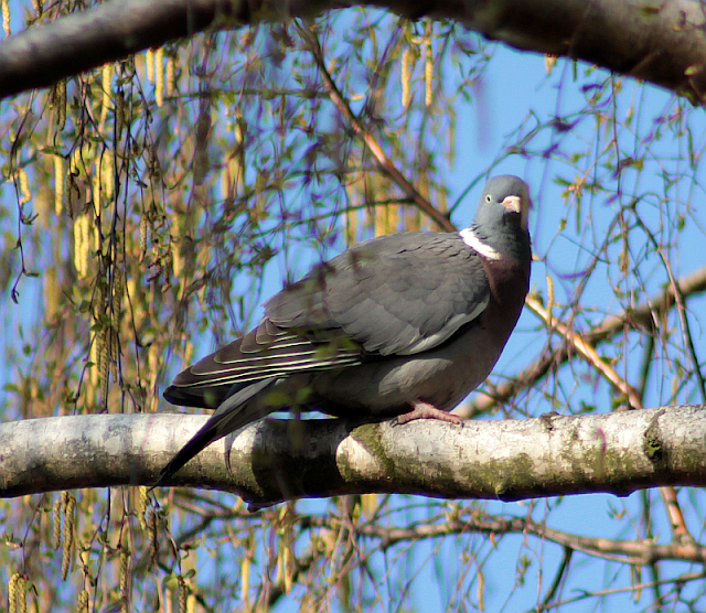 Naturwunder ...: Ringeltaube