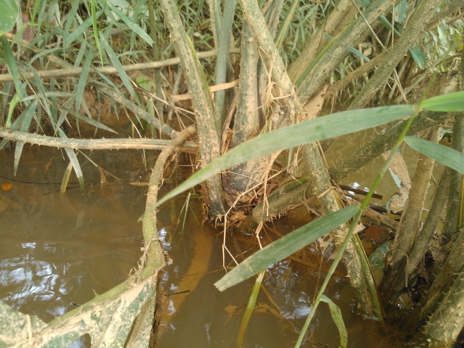 Azram Sulong: pokok geli-geli