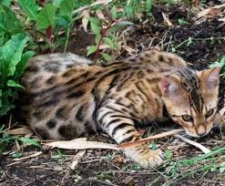 Exotic and Wild Beauty Of Bengal Cat | Super Meow Meow