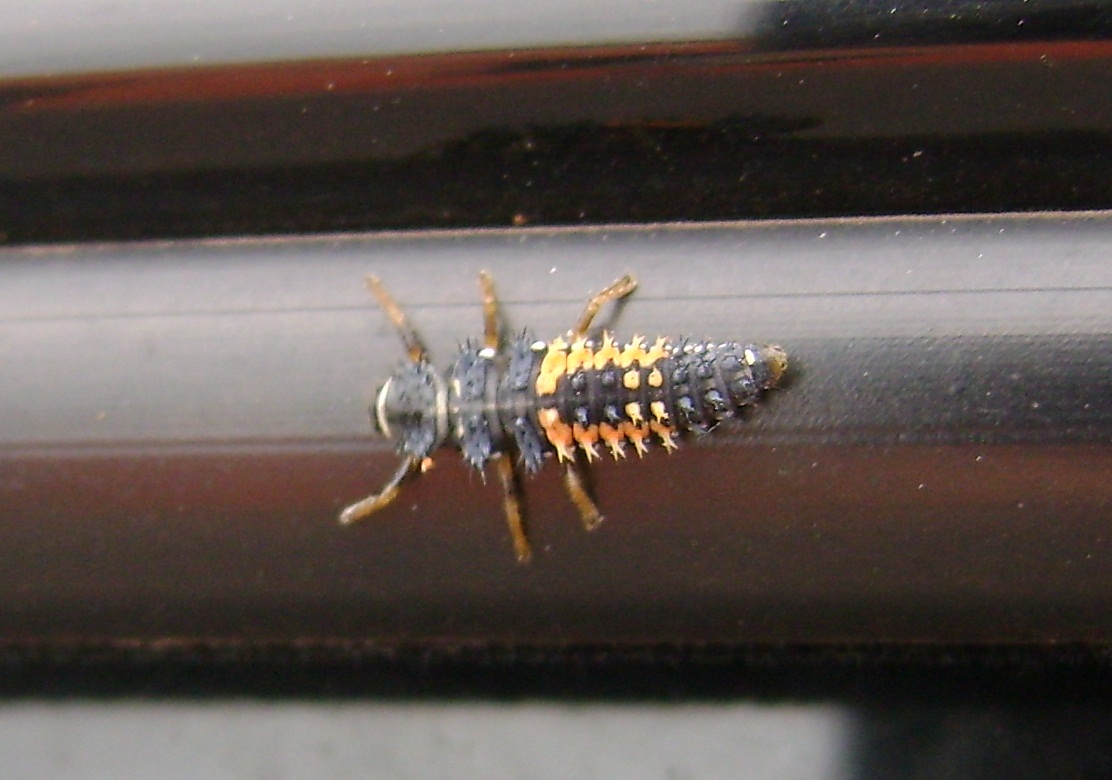 Fotografias de animais: Inseto amarelo e preto