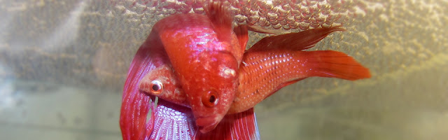 Betta Breeding ~ Nice Betta