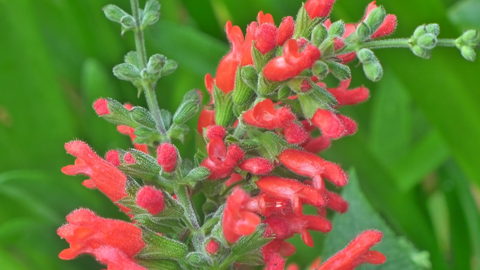 Lavender and Vanilla; Friends of the Gardens: Some of my Salvias ...