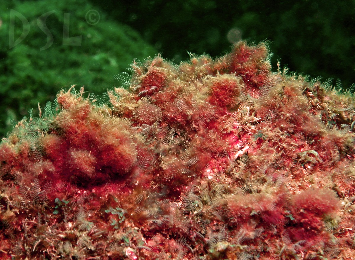 El Gallipato Alcublano: Asparagopsis taxiformis (alga roja filamentosa)