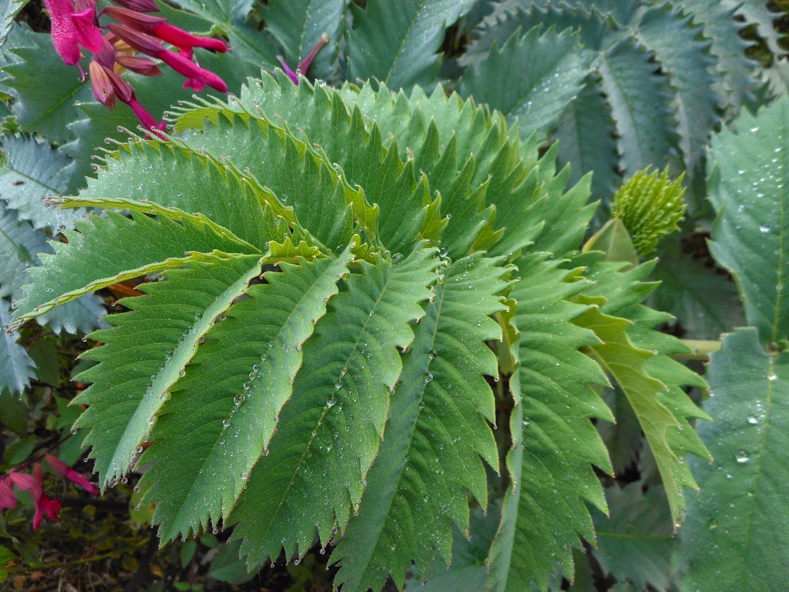 Gardening With Grace: Lots of Photos and a Few Questions