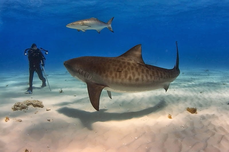 Tiburón Tigre | Fantastico mundo salvaje