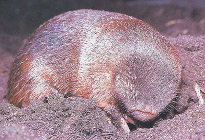 Synapsida: Swimming in Sand: the Golden Moles