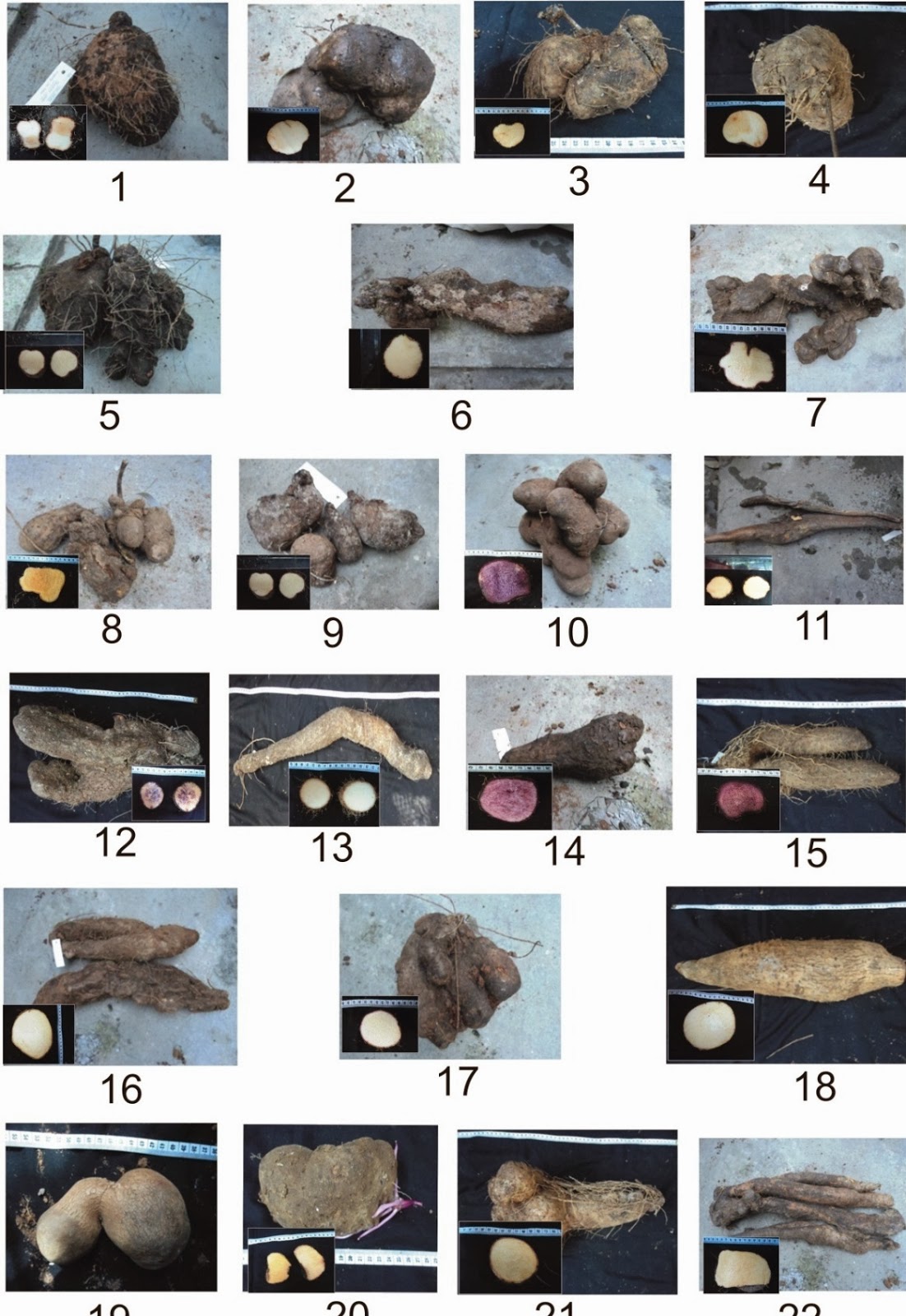 32+ Gambar Tanaman Umbi Uwi yang Lagi Viral - Informasi Seputar Tanaman ...