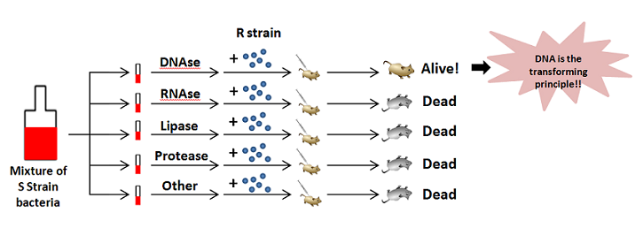 TG: DNA - Experiências históricas