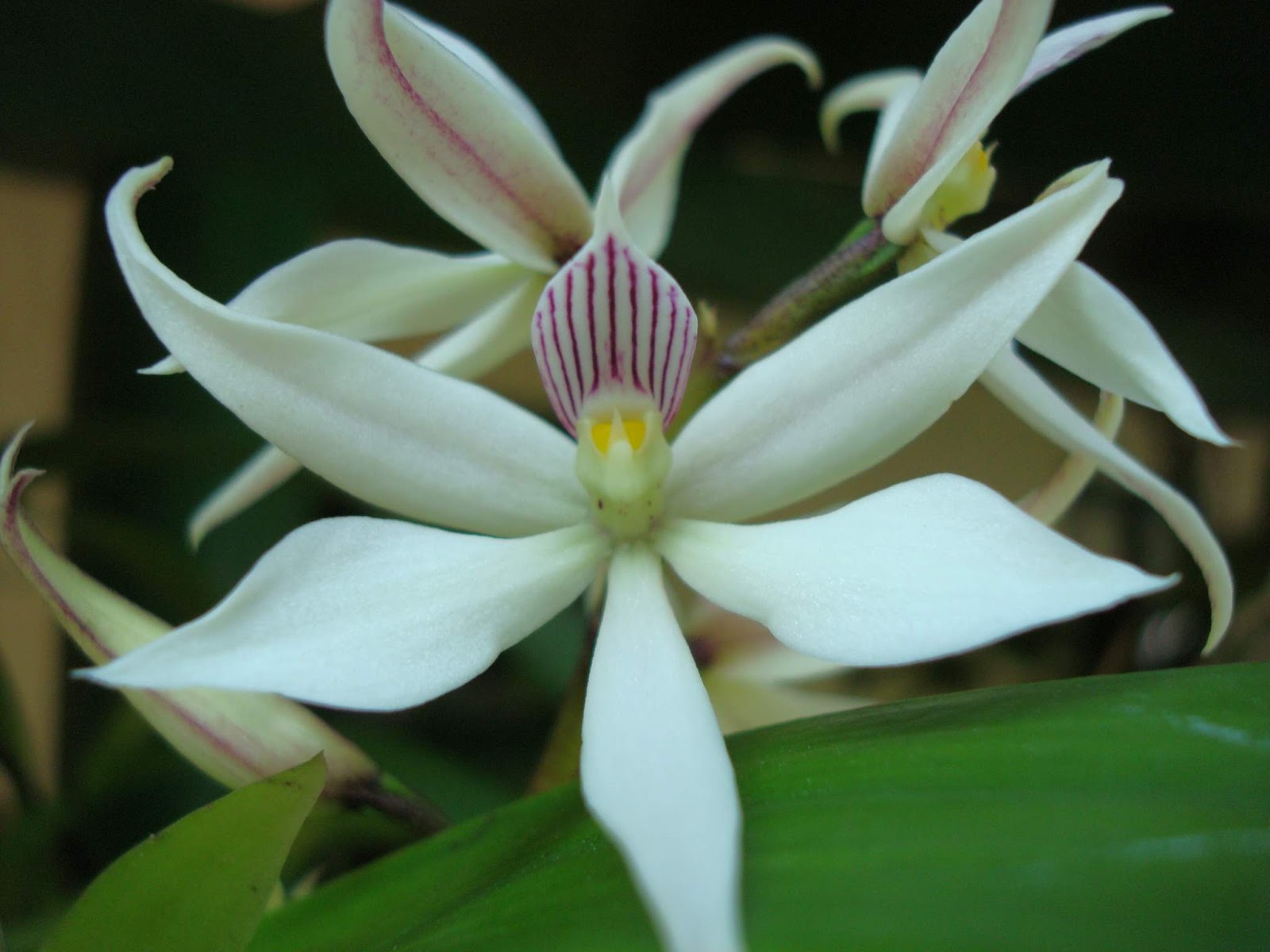 Have you ever wondered where your flowers come from?: The Orchid
