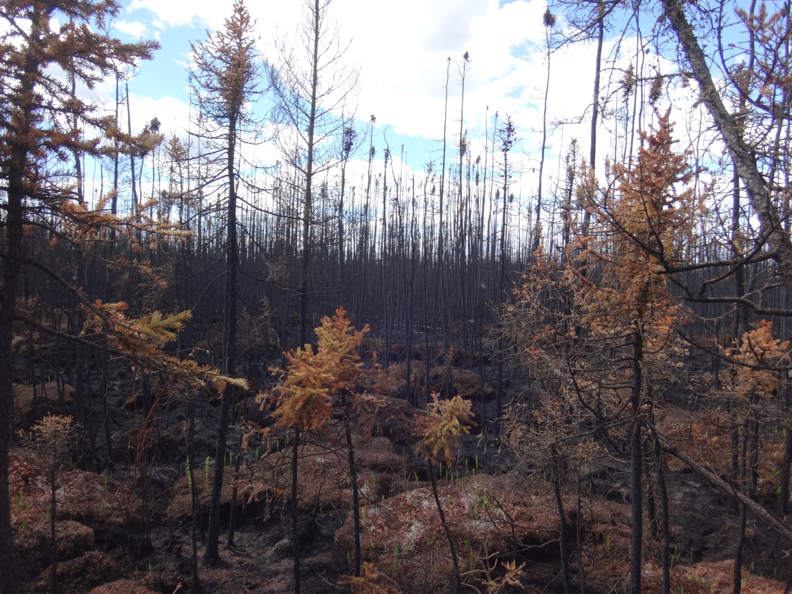 The 55th Parallel: Aftermath of the Fort McMurray Fire: WBEA Monitoring ...