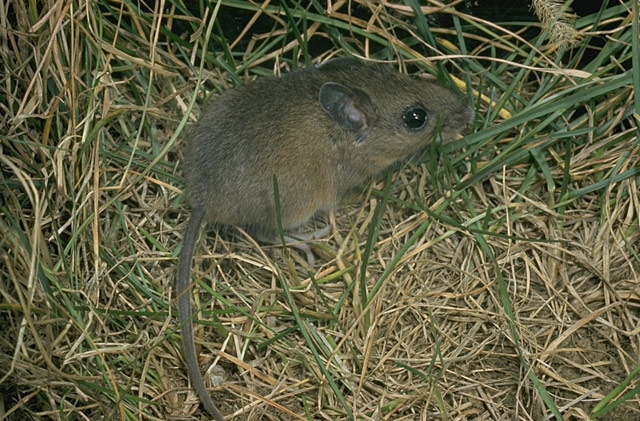 Mamíferos y marsupiales mammals of the earth: Ratón ciervo ...