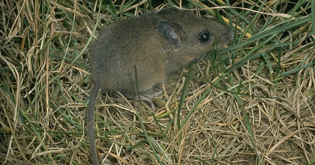Mamíferos y marsupiales mammals of the earth: Ratón ciervo ...